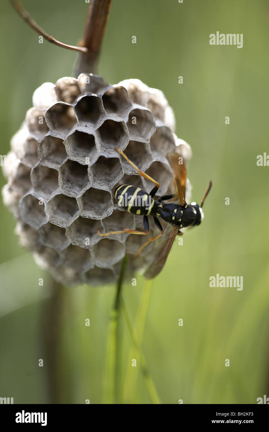 European paper wasp, Polistes dominula (misspelled as dominulus ...