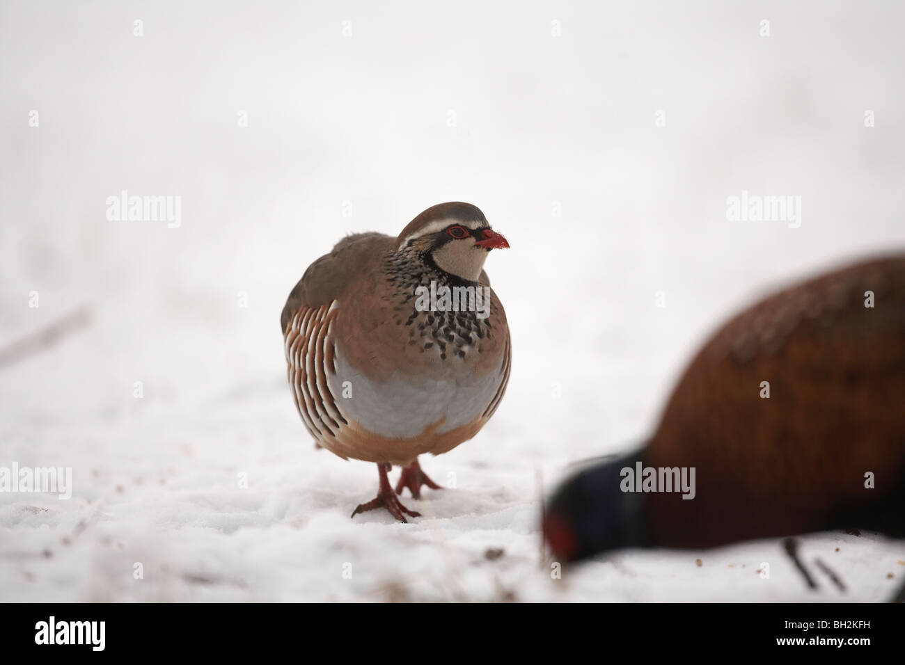 Red legged bird hi-res stock photography and images - Alamy