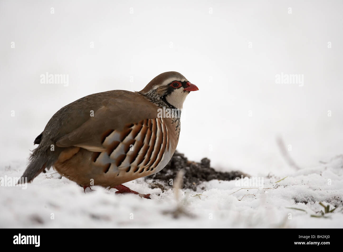 Red-legged partridge, Alectoris rufa in the snow Stock Photo - Alamy