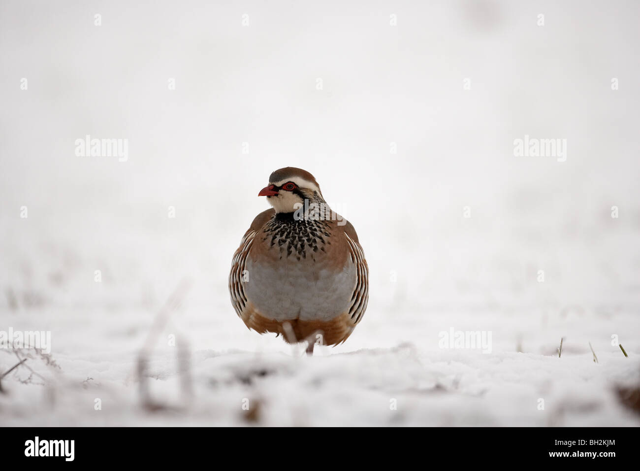 Red-legged partridge, Alectoris rufa in the snow Stock Photo - Alamy