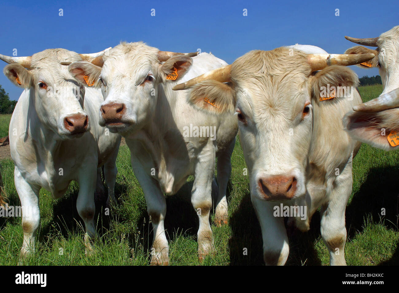 HERD OF CHAROLAISE COWS, ORNE (61 Stock Photo - Alamy