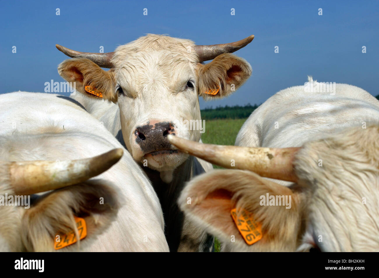 HERD OF CHAROLAIS COWS, ORNE (61 Stock Photo - Alamy