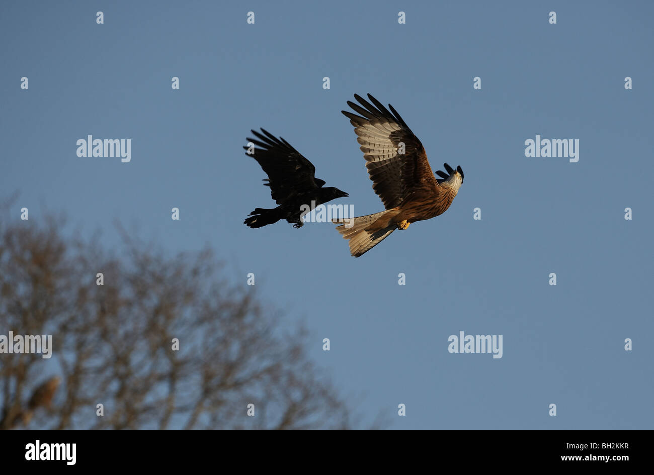 Raven with prey hi-res stock photography and images - Alamy
