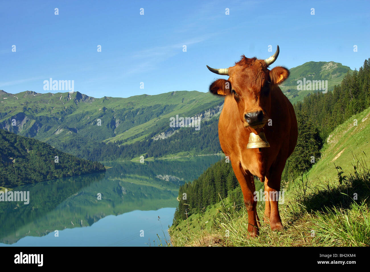 Tarentaise cows hi-res stock photography and images - Alamy