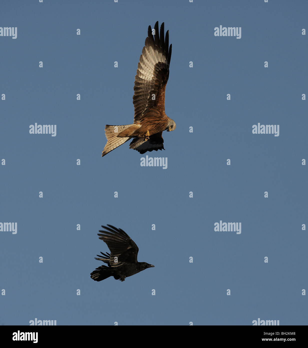 Raven with prey hi-res stock photography and images - Alamy