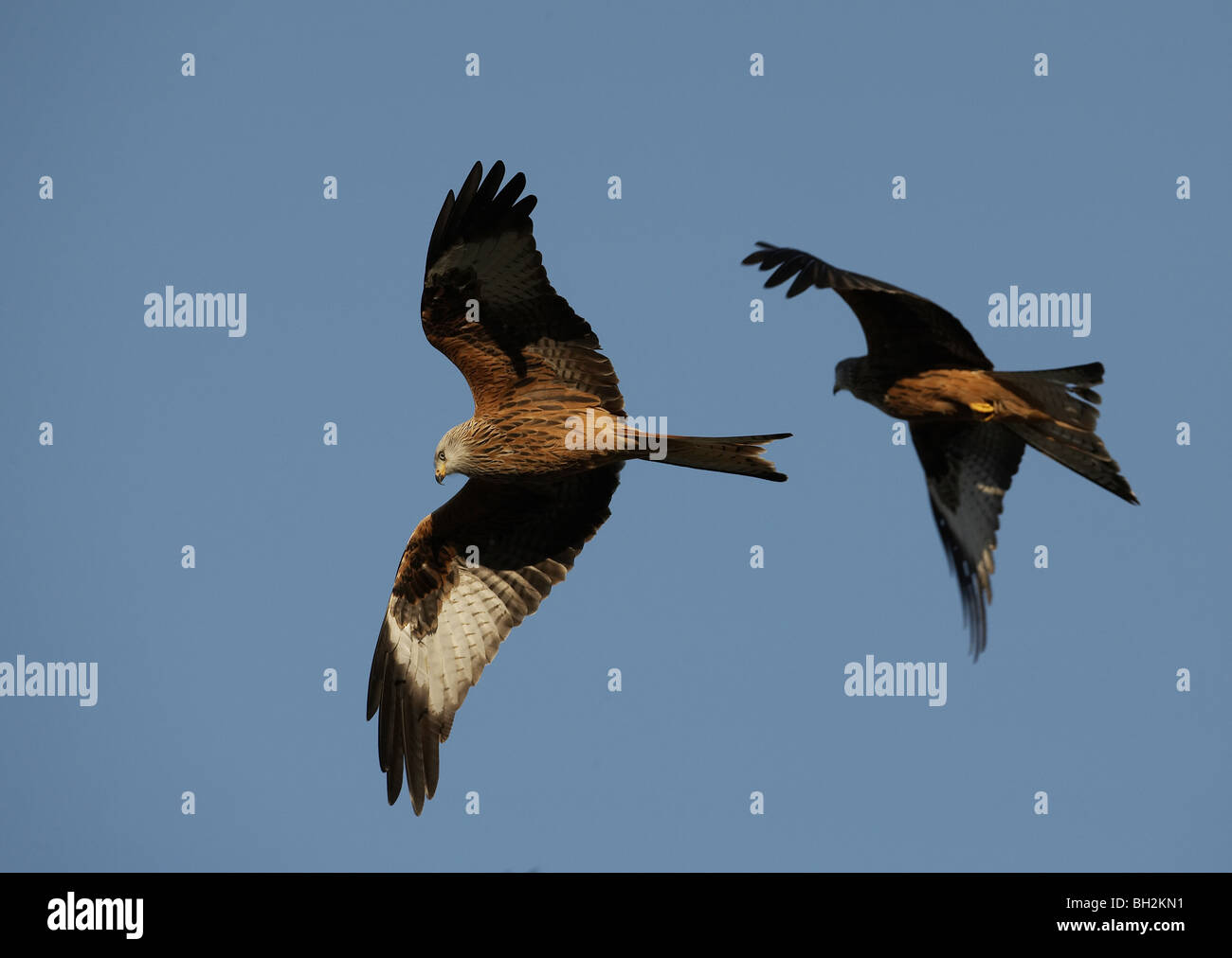 Two Red Kites High Resolution Stock Photography and Images - Alamy