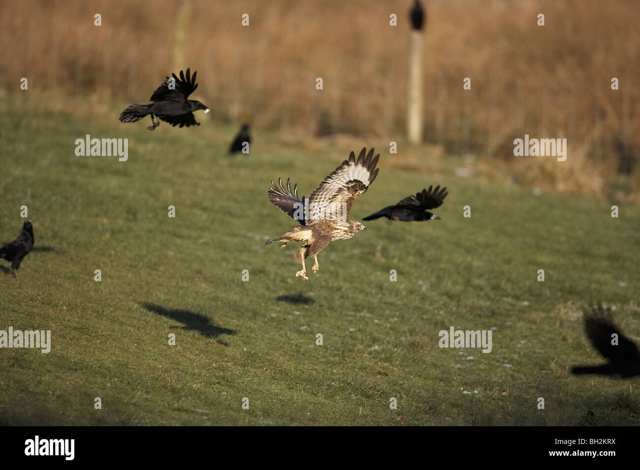 Buzzard uk flying hi-res stock photography and images - Alamy