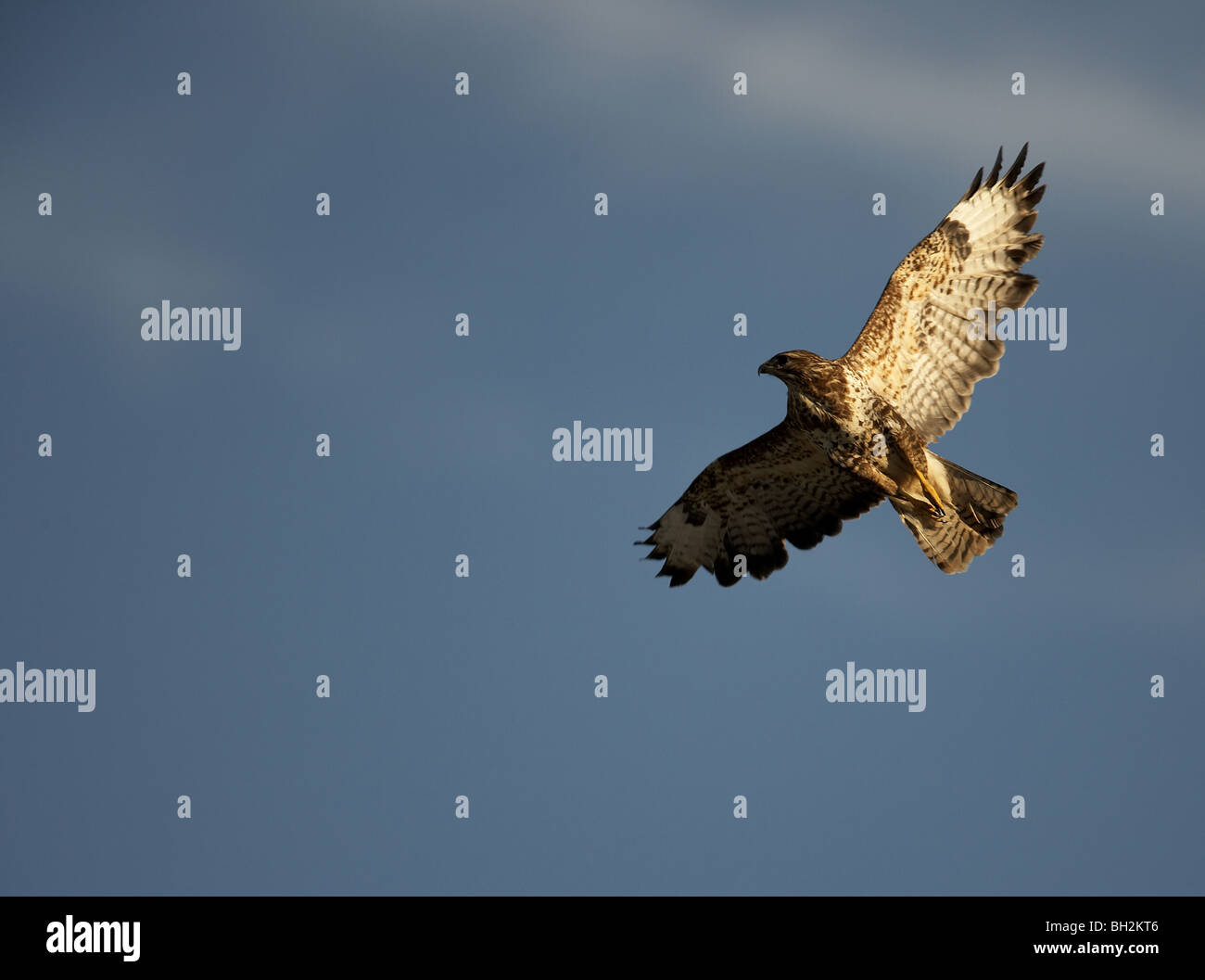 Buzzard uk fly hi-res stock photography and images - Alamy