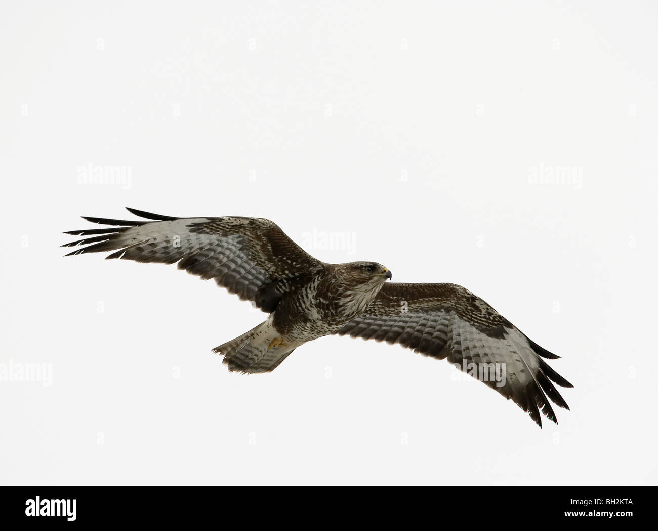 Buzzard uk flying hi-res stock photography and images - Alamy
