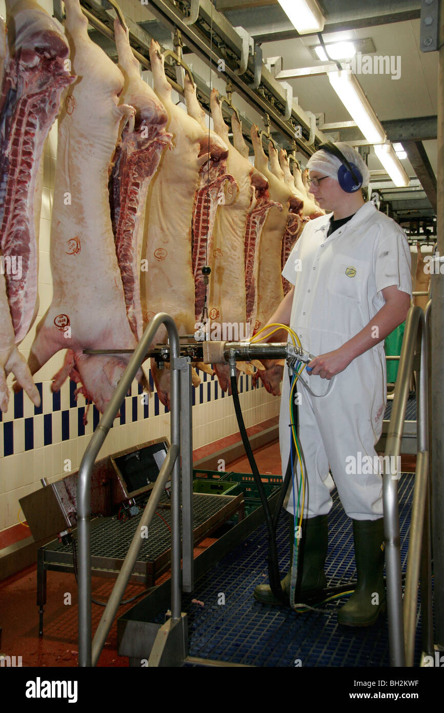 Pigs being processed through a slaughterhouse Stock Photo - Alamy