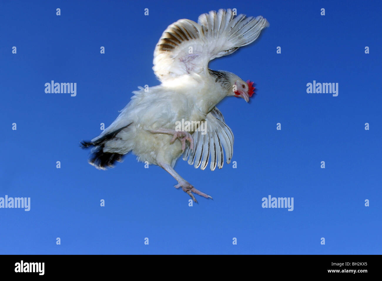 Orne hen hi-res stock photography and images - Alamy
