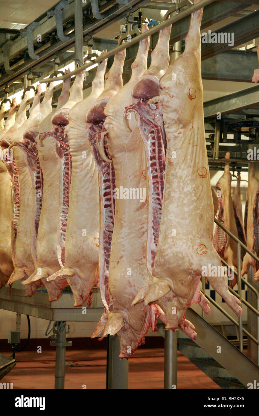 Pig slaughterhouse hi-res stock photography and images - Alamy