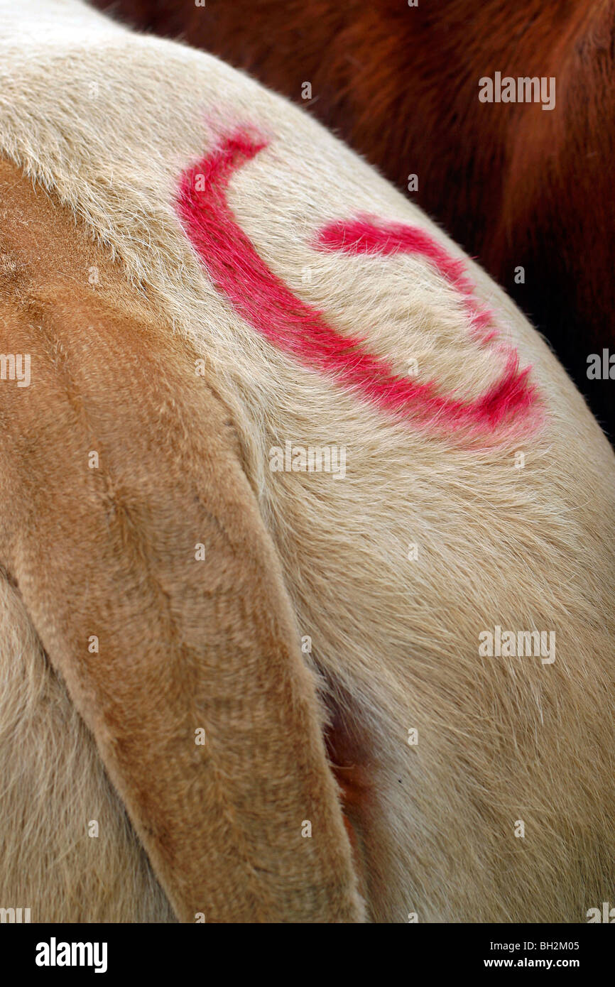 Livestock marking hi-res stock photography and images - Alamy