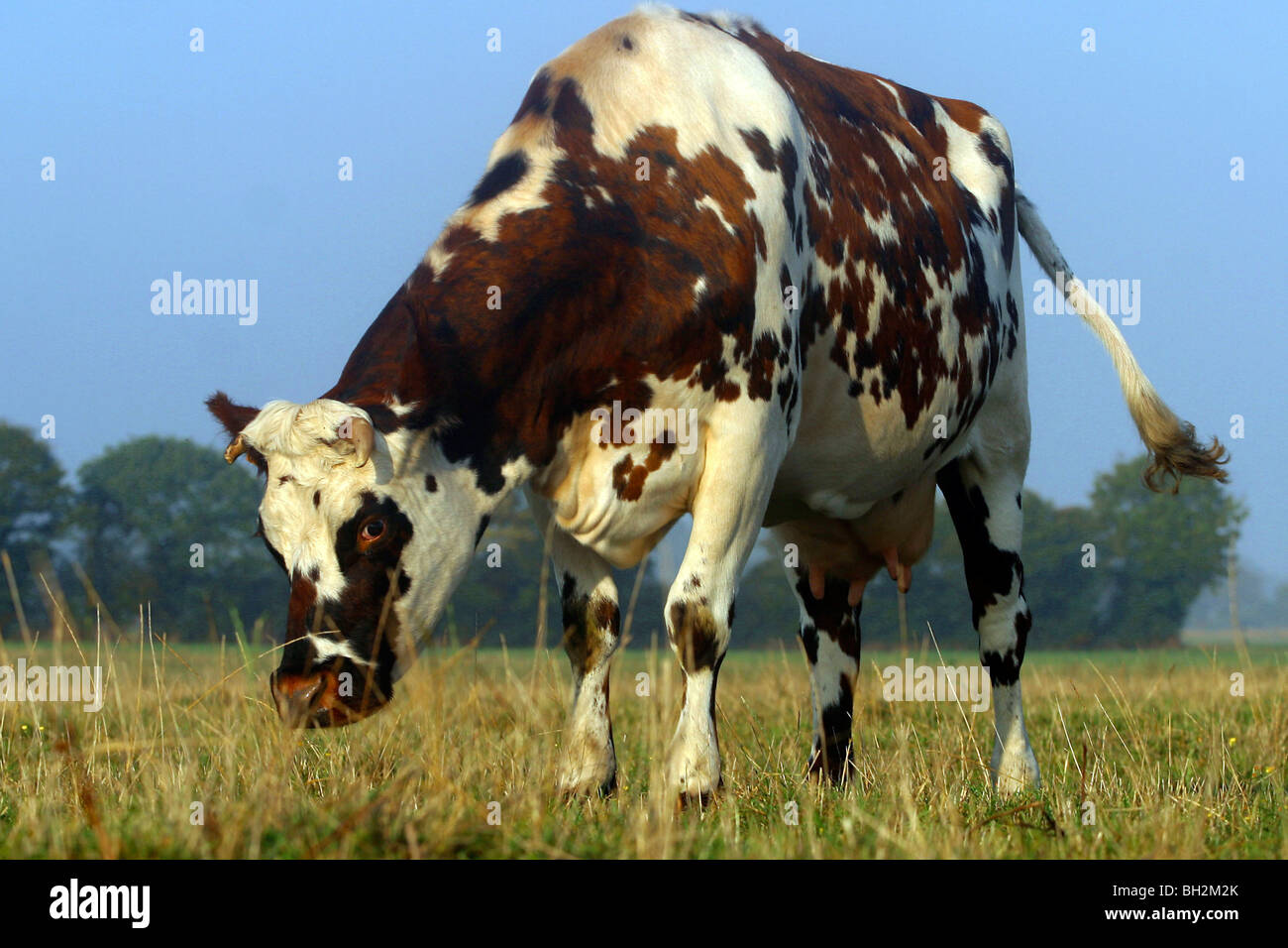 Eure normandy cow hi-res stock photography and images - Alamy