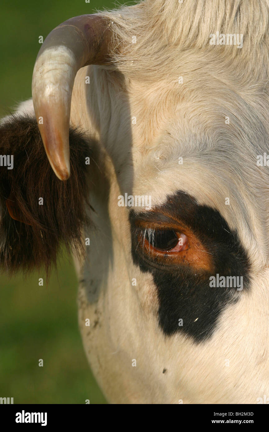 CLOSE-UP OF A NORMANDY COW Stock Photo - Alamy