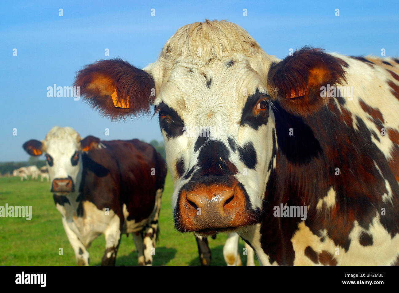 CLOSE-UP OF A NORMANDY COW, EURE (27 Stock Photo - Alamy