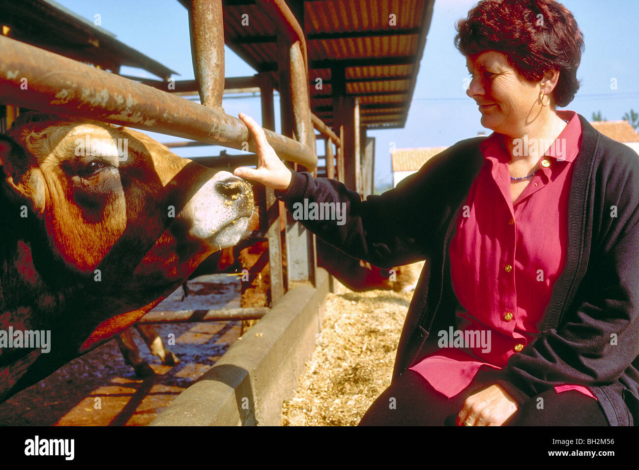 FARMWOMAN AND PARTHENAIS BULL IN A STALL Stock Photo - Alamy