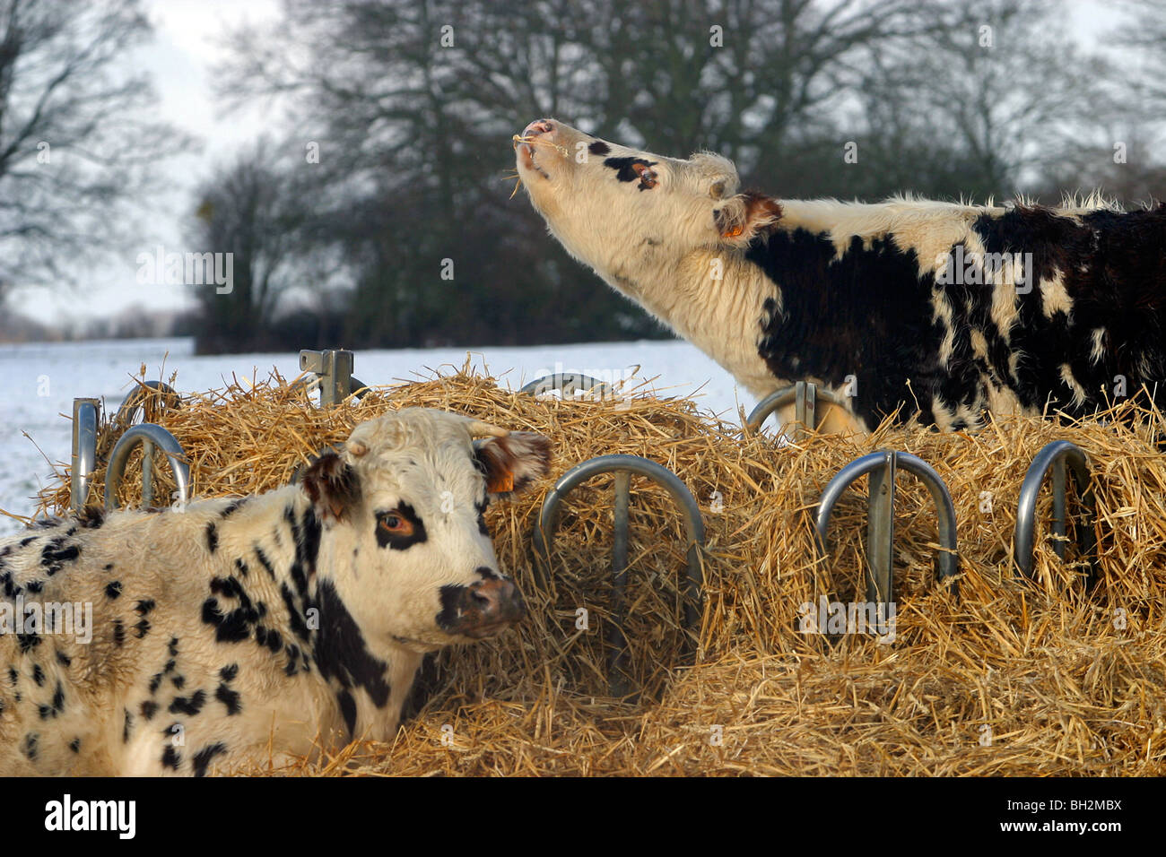 Eure Normandy Cow High Resolution Stock Photography and Images - Alamy