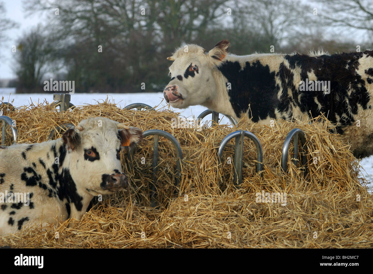 NORMANDY COWS IN THE SNOW Stock Photo - Alamy