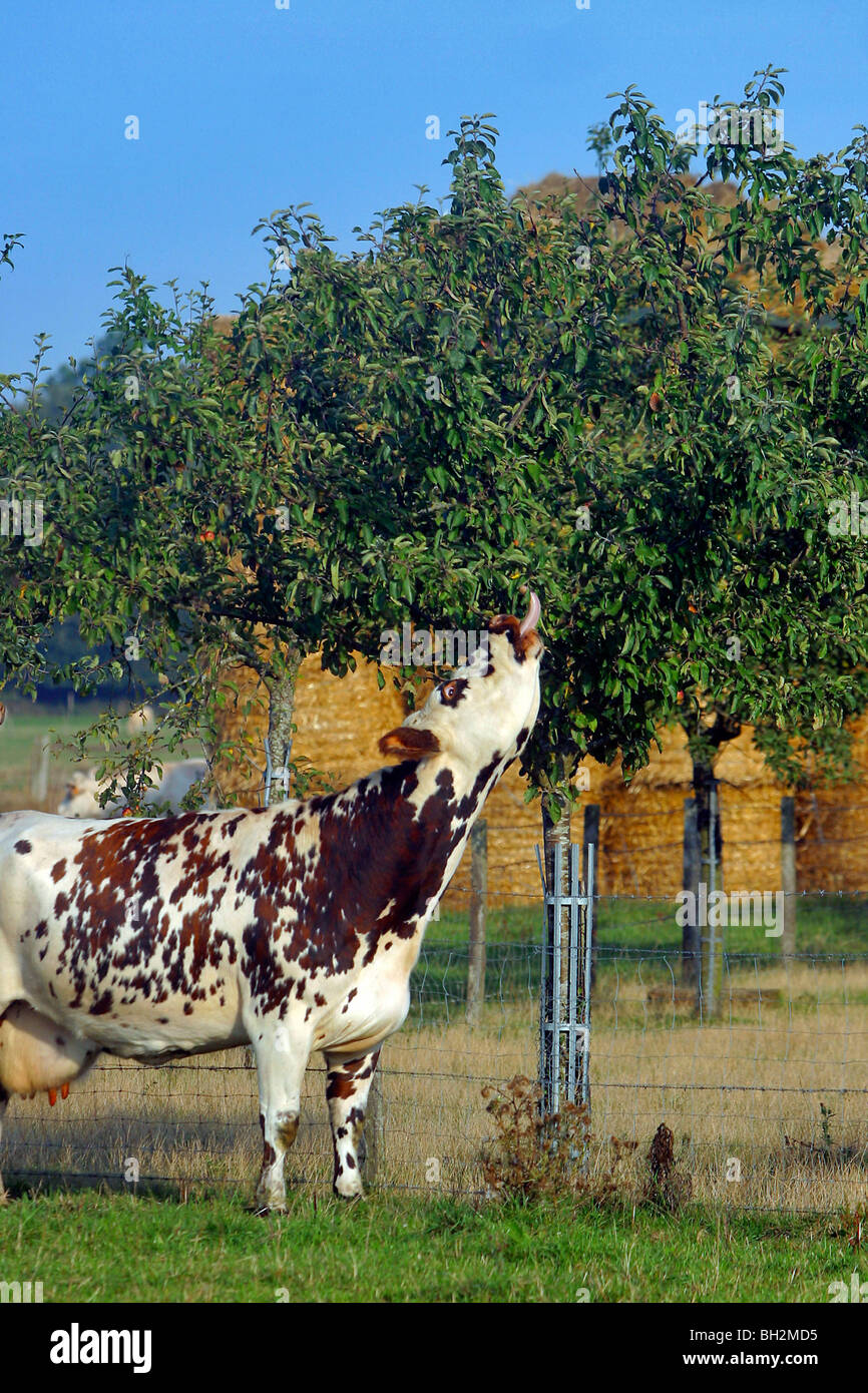 NORMANDY COW EATING AN APPLE FROM AN APPLE TREE Stock Photo - Alamy