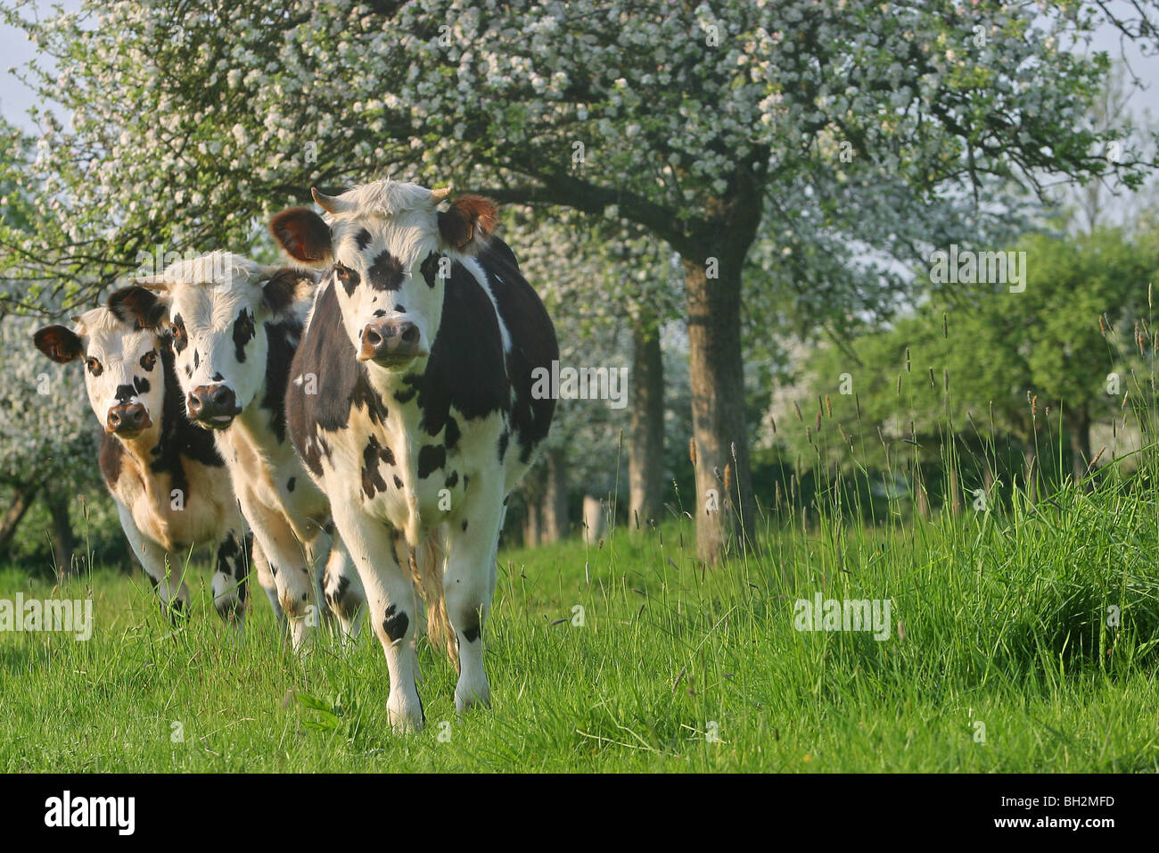NORMANDY COW UNDER A FLOWERING APPLE TREE, CALVADOS (14 Stock Photo - Alamy
