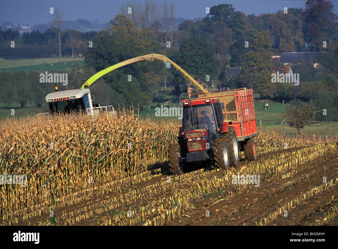 ENSILING CORN, FORAGE HARVESTER, MANCHE (50 Stock Photo - Alamy