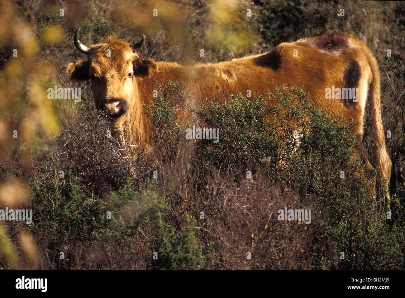 Corsican cow hi-res stock photography and images - Alamy