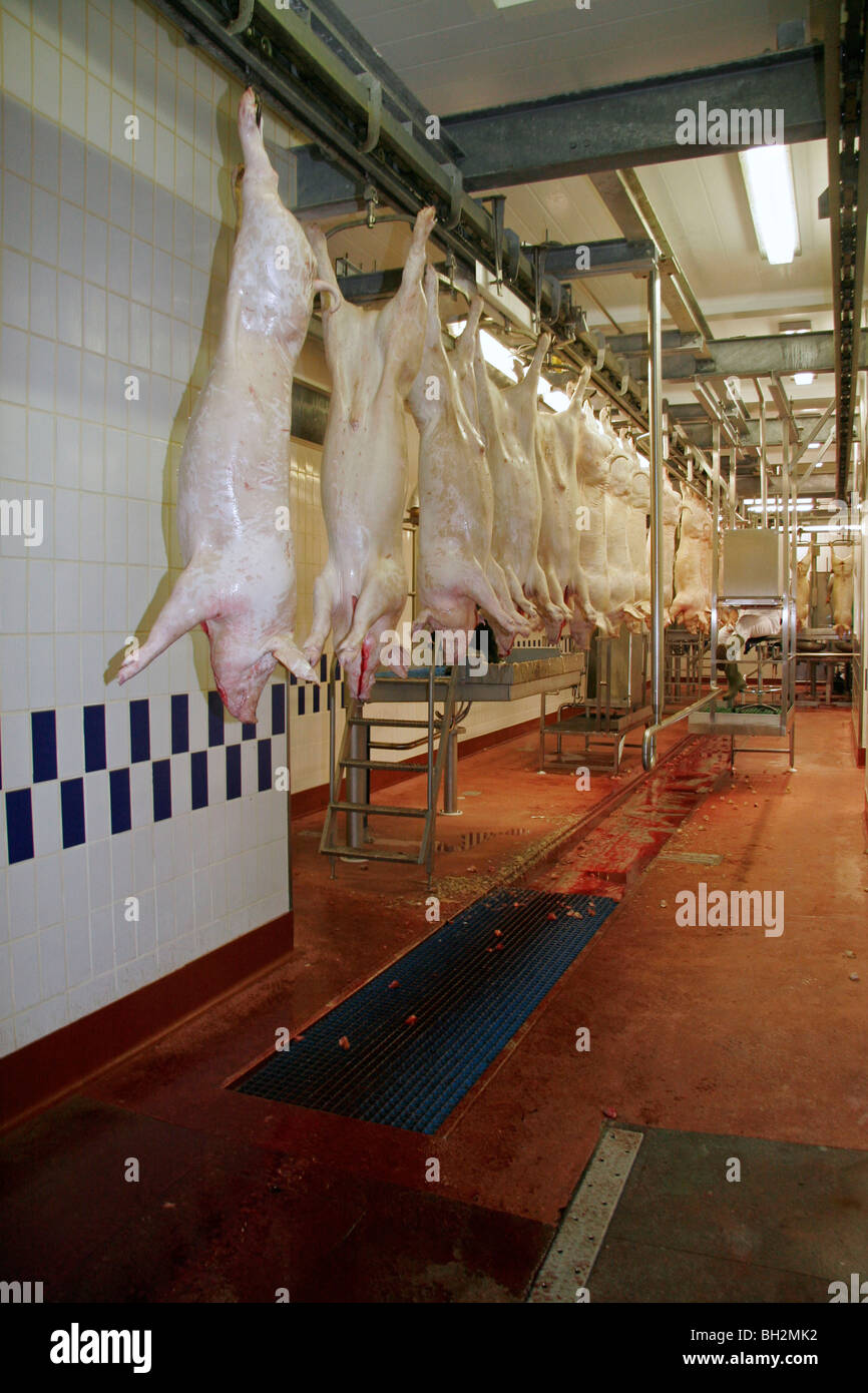 Pigs being processed through a slaughterhouse Stock Photo - Alamy