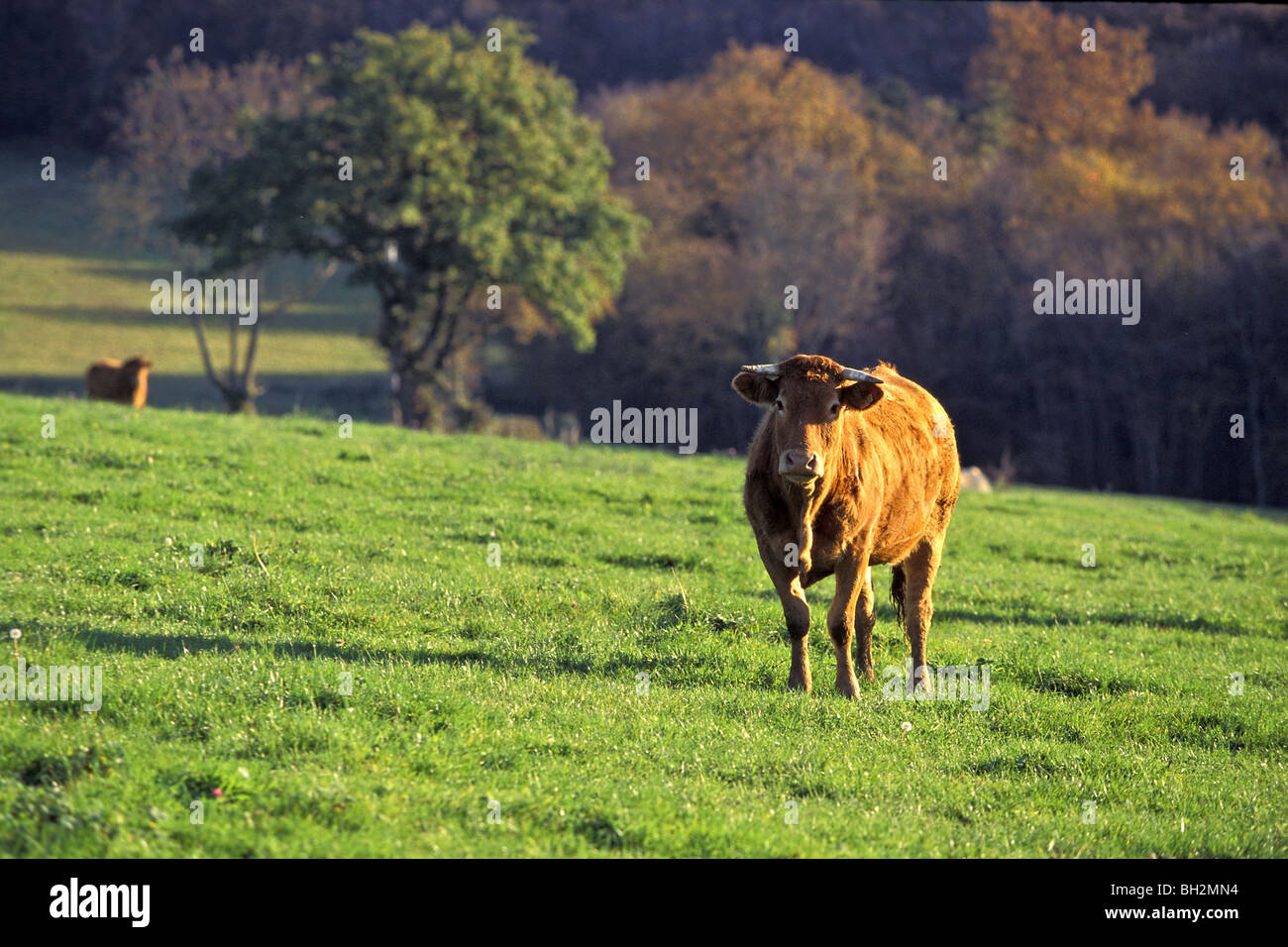 LIMOUSINE COW IN A PRAIRIE, SAVOIE (73 Stock Photo - Alamy
