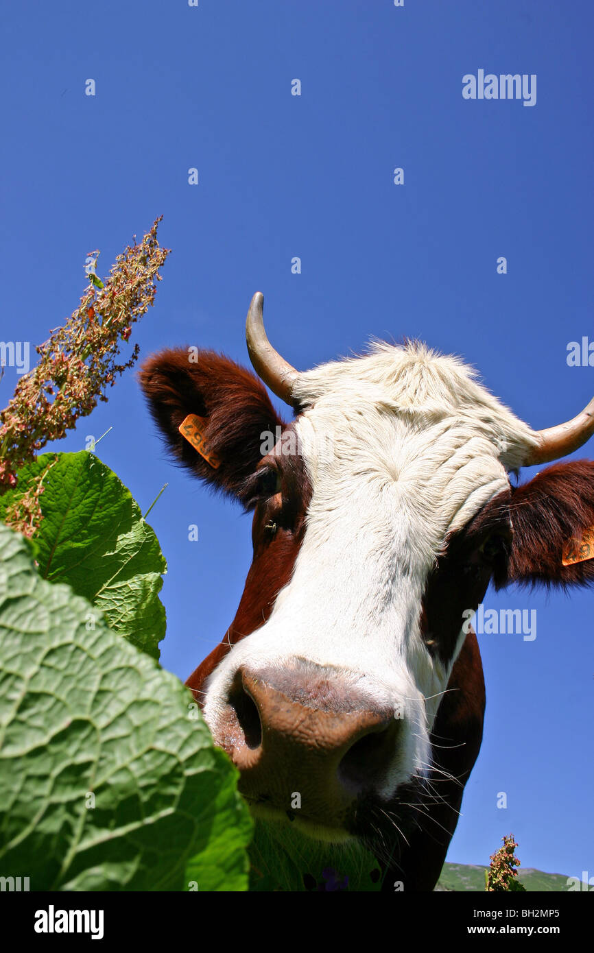 Abondance Cow Stock Photos & Abondance Cow Stock Images - Alamy