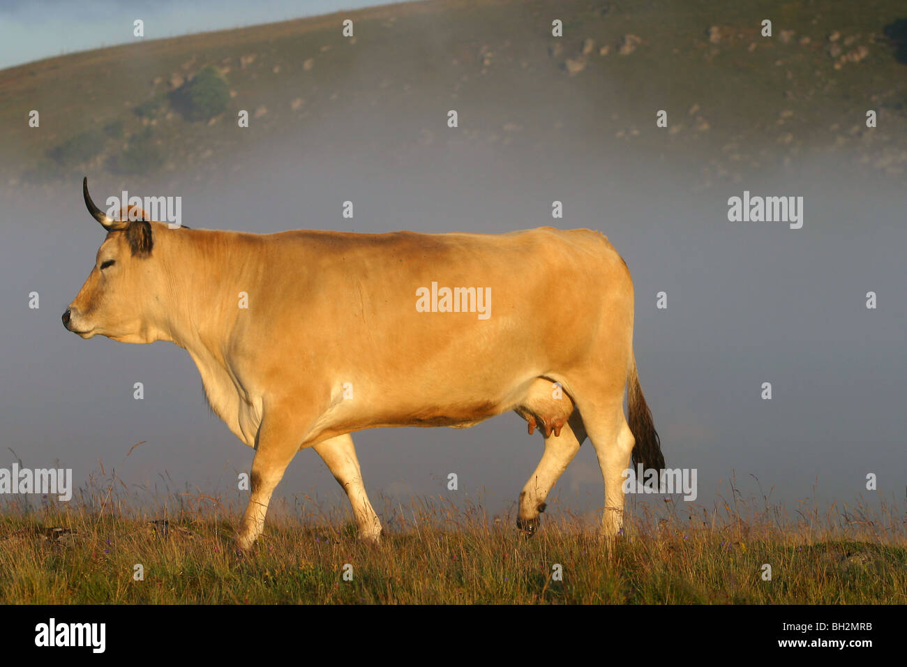 Aubrac cow calf in hi-res stock photography and images - Alamy
