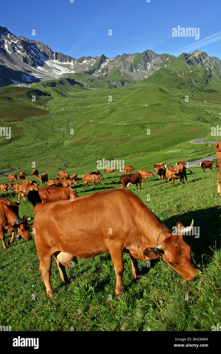 Vertical photo tarentaise cows in alpine pasture hi-res stock ...