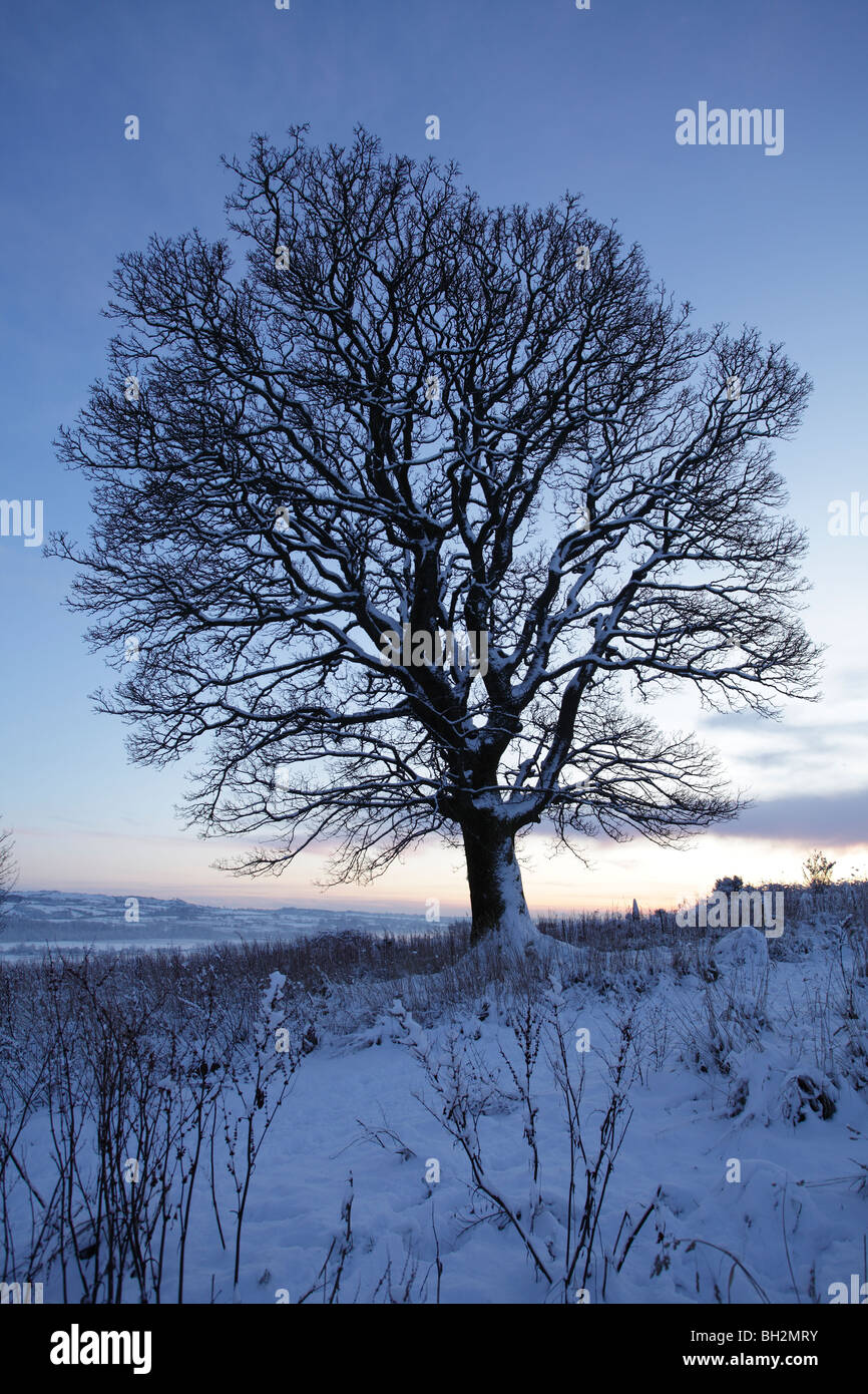 Tree uk snow sunset hi-res stock photography and images - Alamy