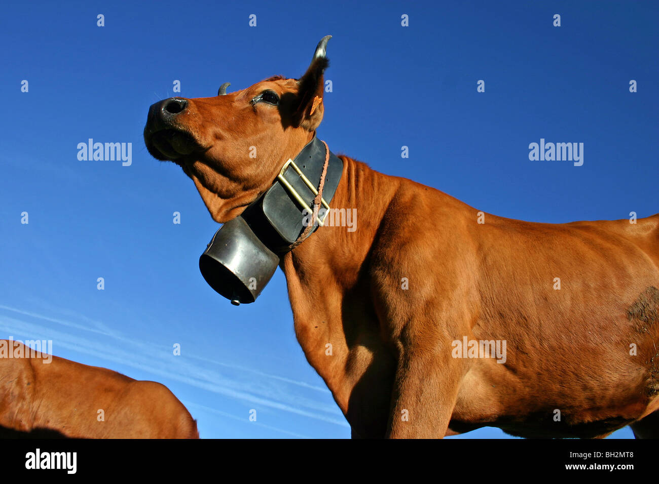 TARENTAISE COW WITH ITS BELL IN ALPINE PASTURE, BEAUFORTAIN, SAVOIE (73 ...