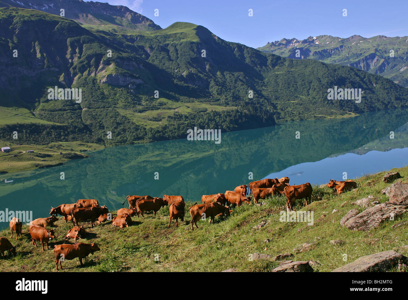 Tarentaise cow hi-res stock photography and images - Alamy
