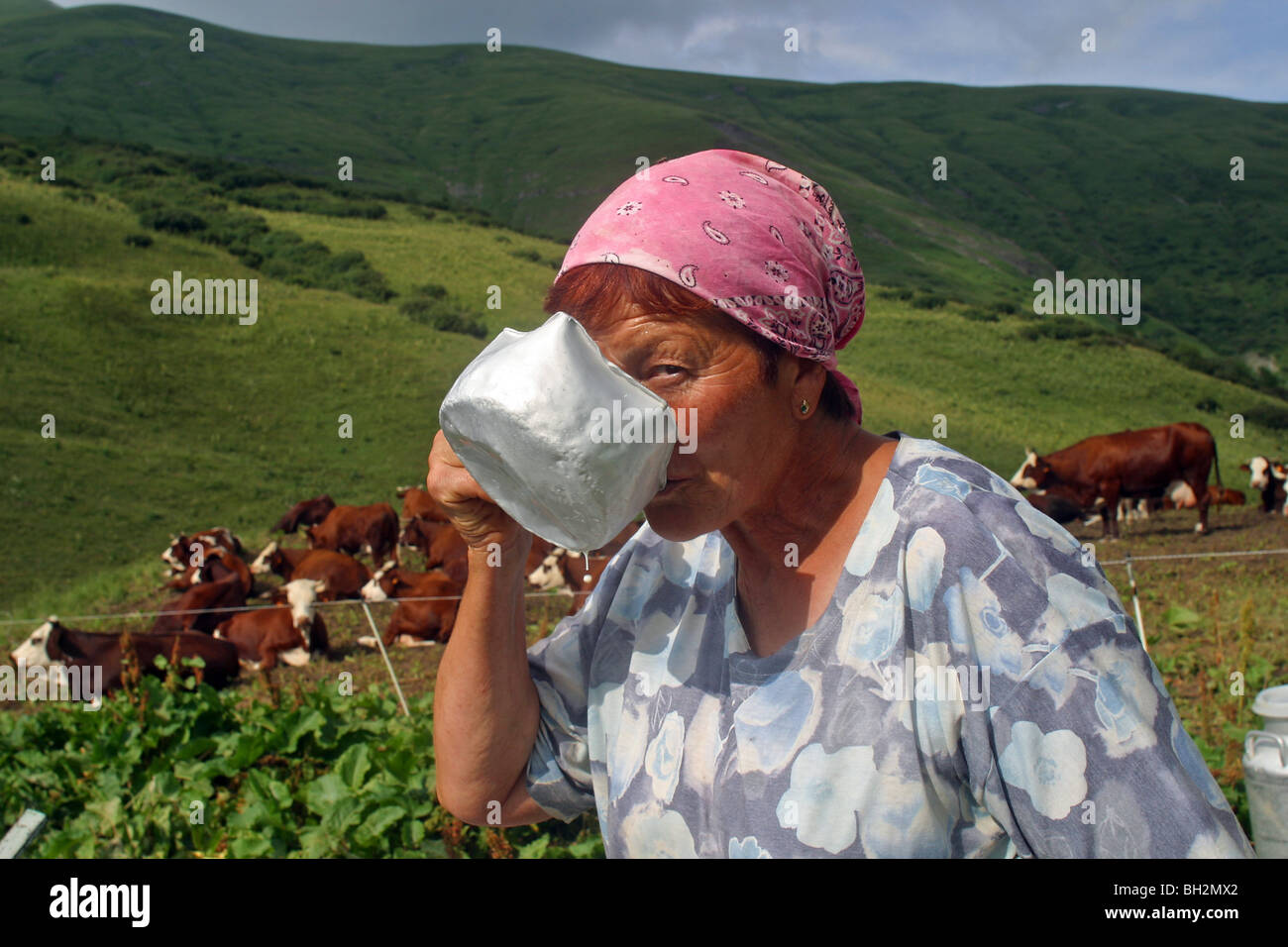 Savoy breeder drinking milk after the milking of abondance cows hi-res ...