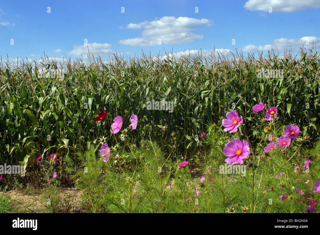 Fallow land hi-res stock photography and images - Alamy
