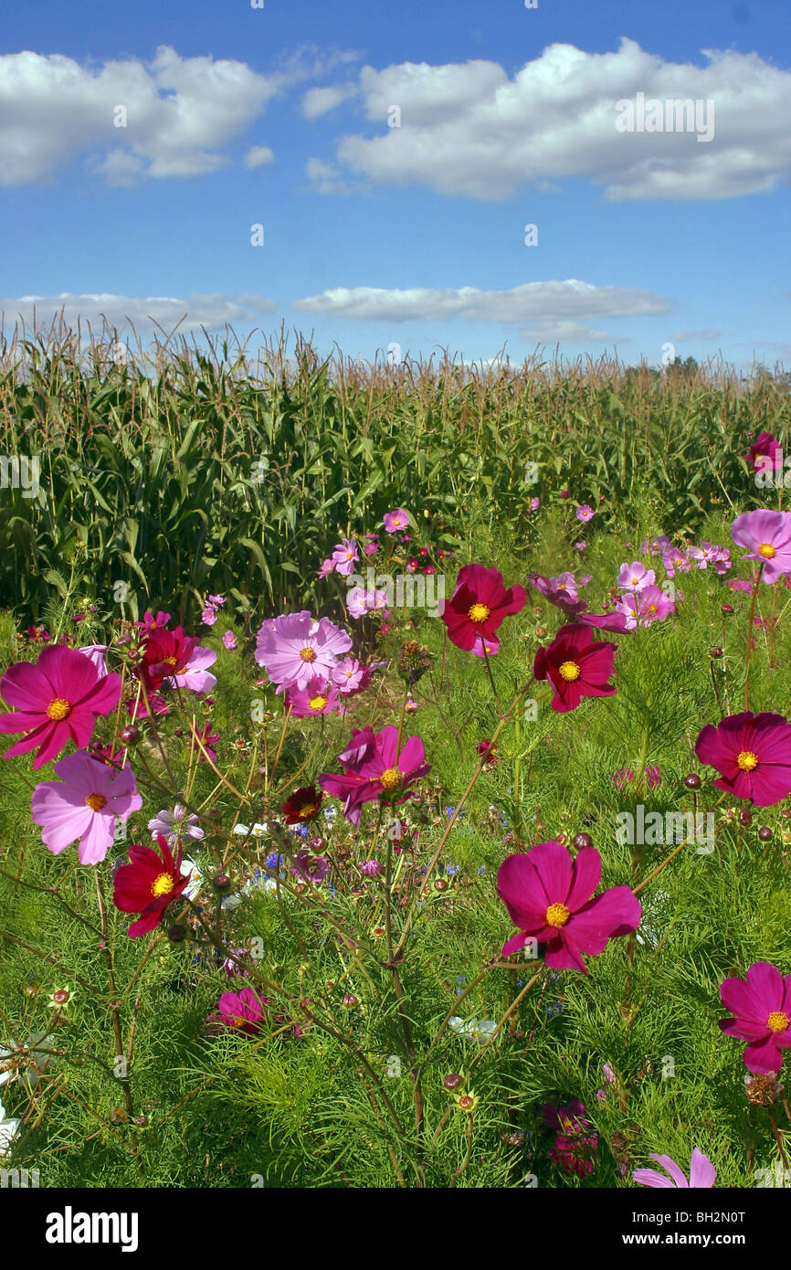 Fallow land hi-res stock photography and images - Alamy
