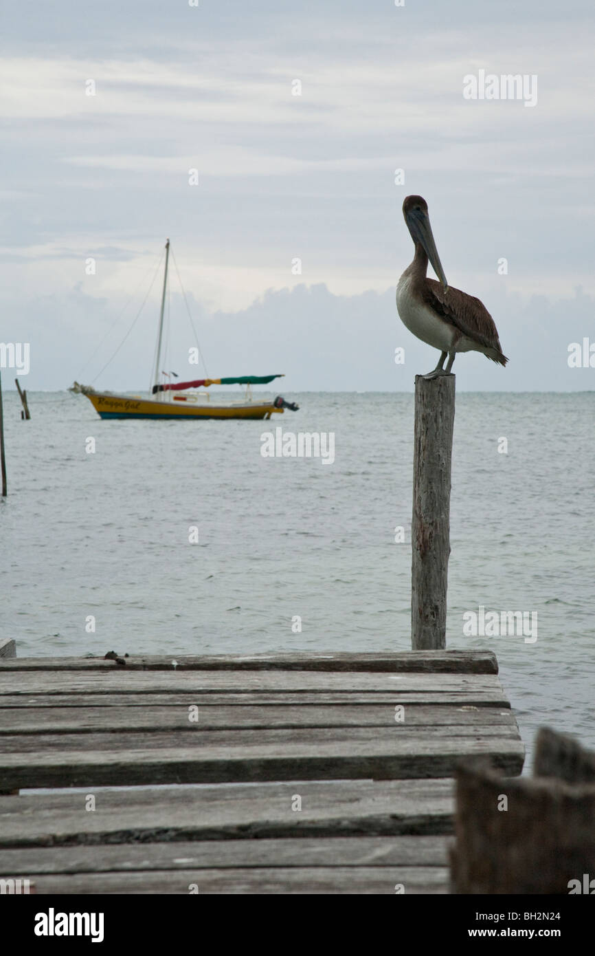 Caye Caulker, Northern Cayes, Belize Stock Photo - Alamy