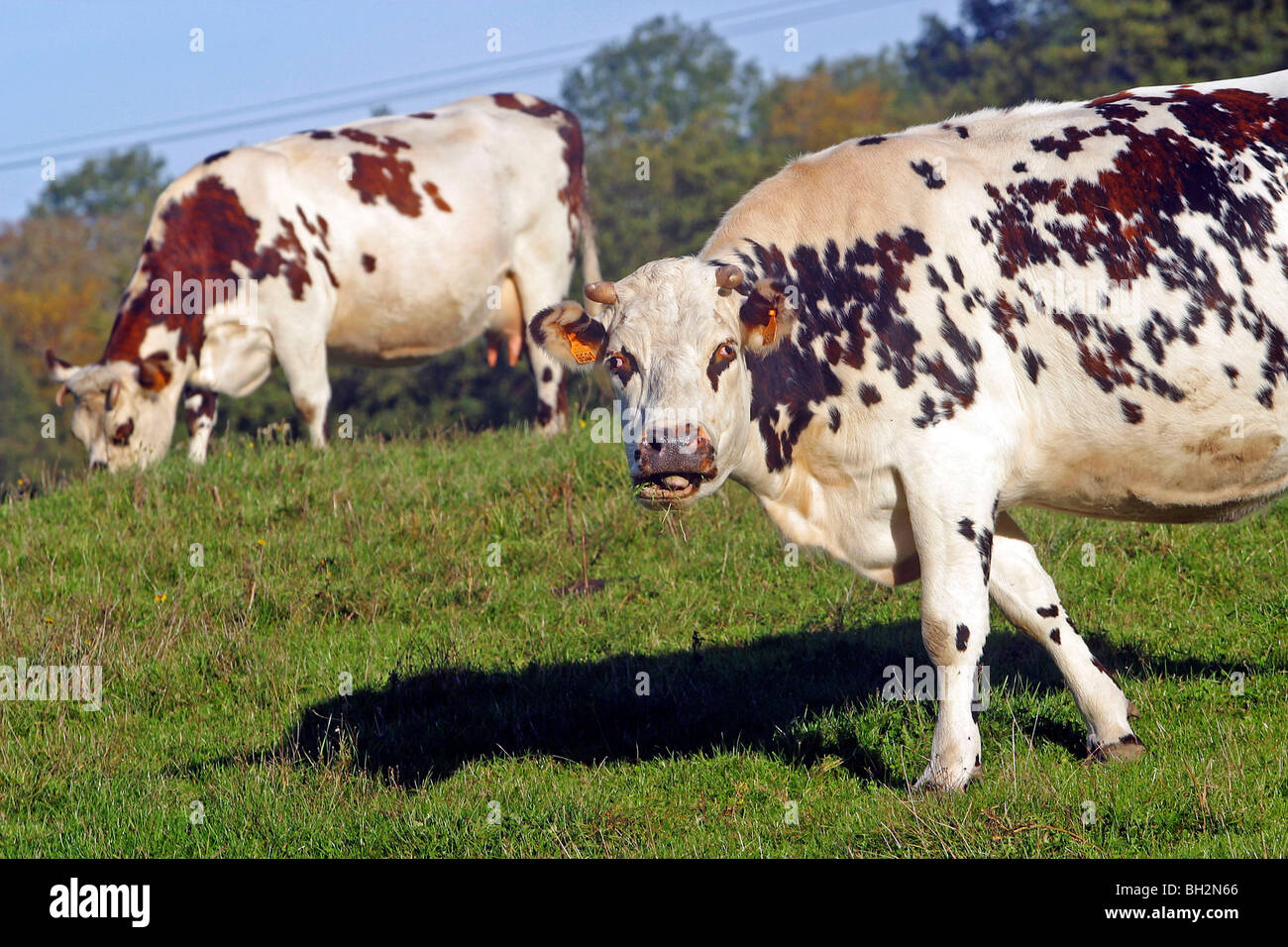 Horizontal photo normandy cow in a meadow hi-res stock photography and ...