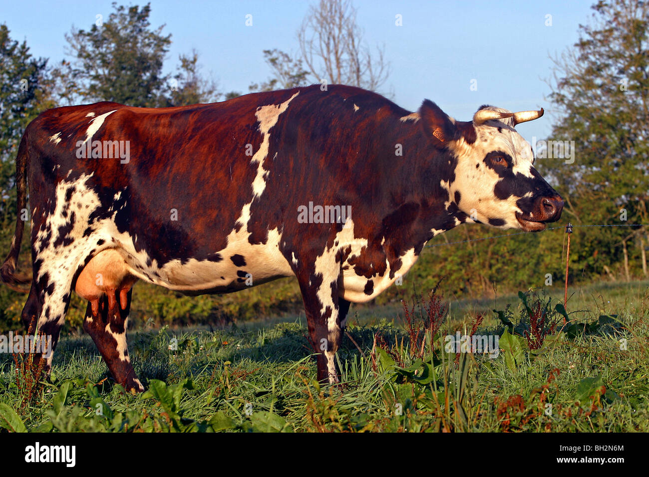 Horizontal photo normandy cow in a meadow hi-res stock photography and ...