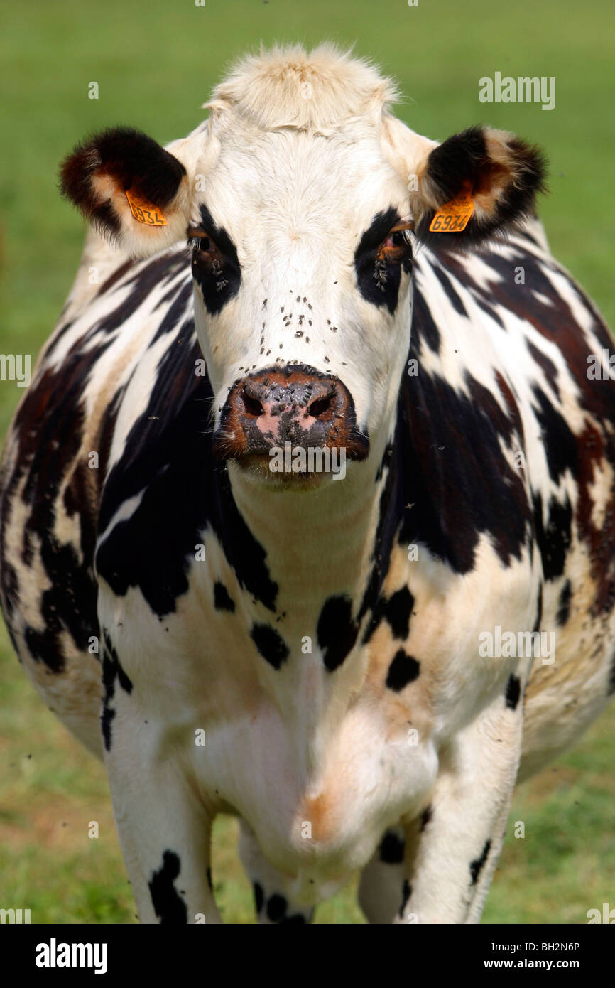 NORMANDY COW IN A MEADOW, ORNE (61 Stock Photo - Alamy