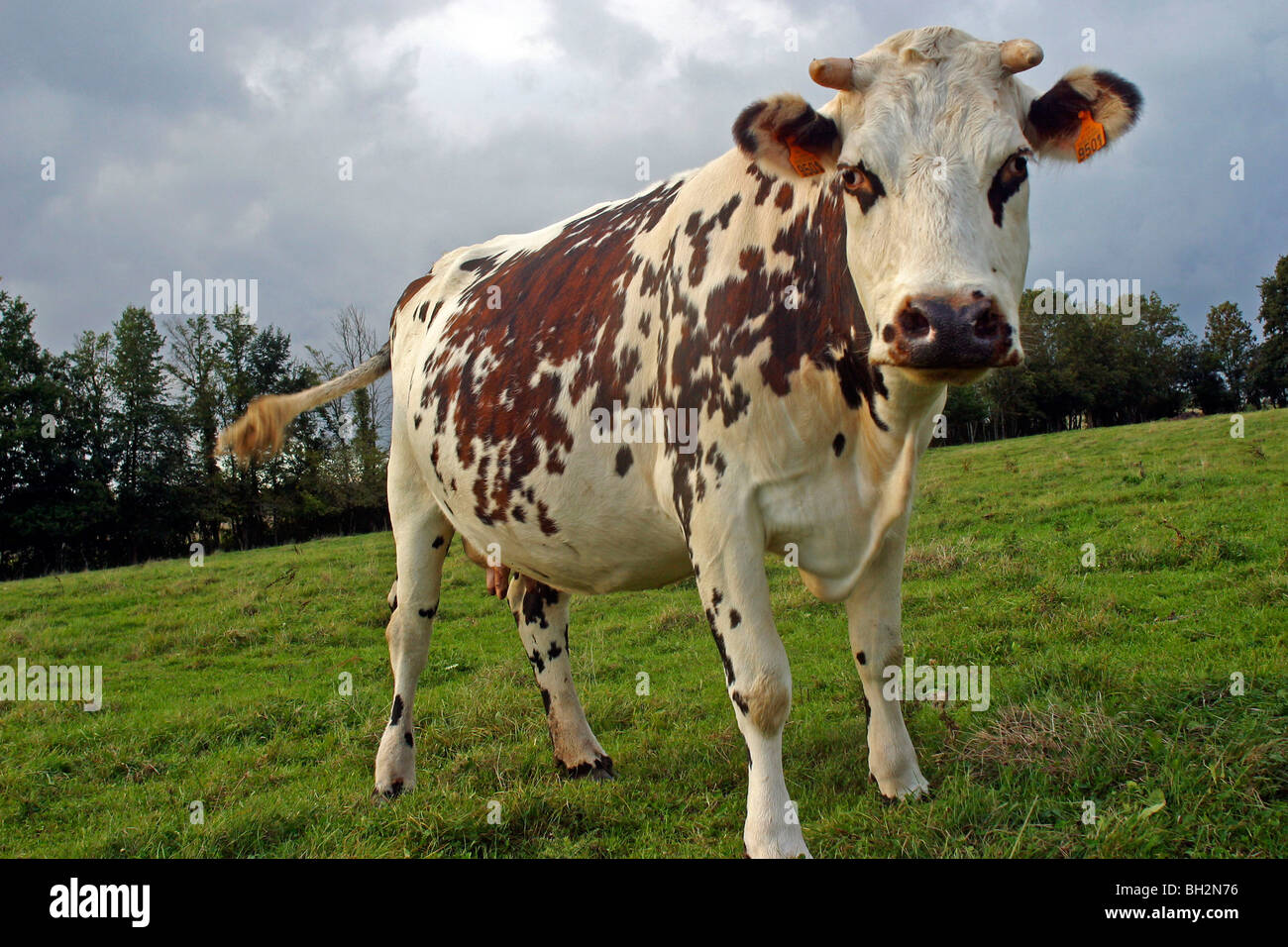 NORMANDY COW IN A MEADOW, ORNE (61 Stock Photo - Alamy