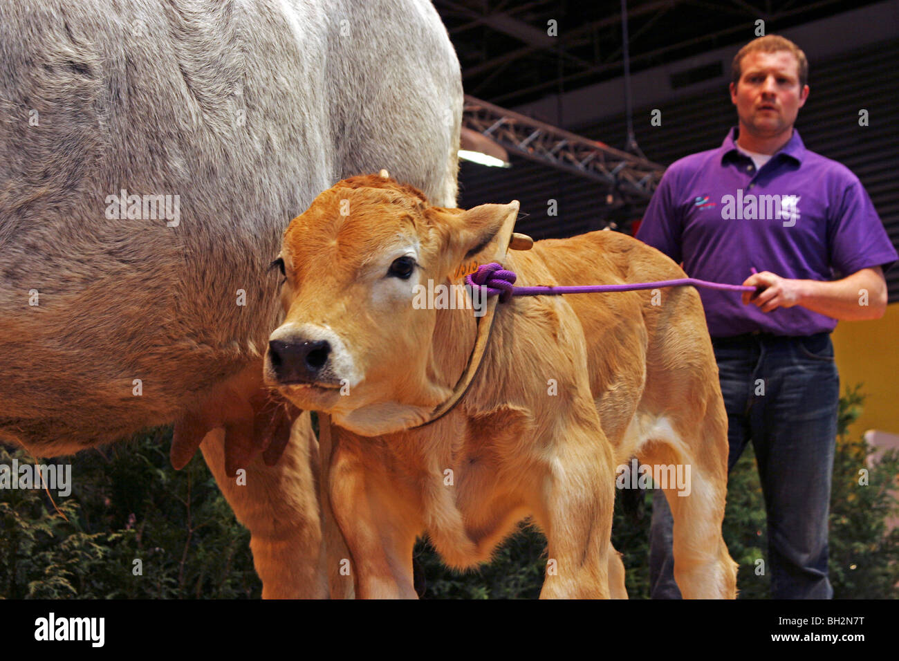 Gascon cow hi-res stock photography and images - Alamy
