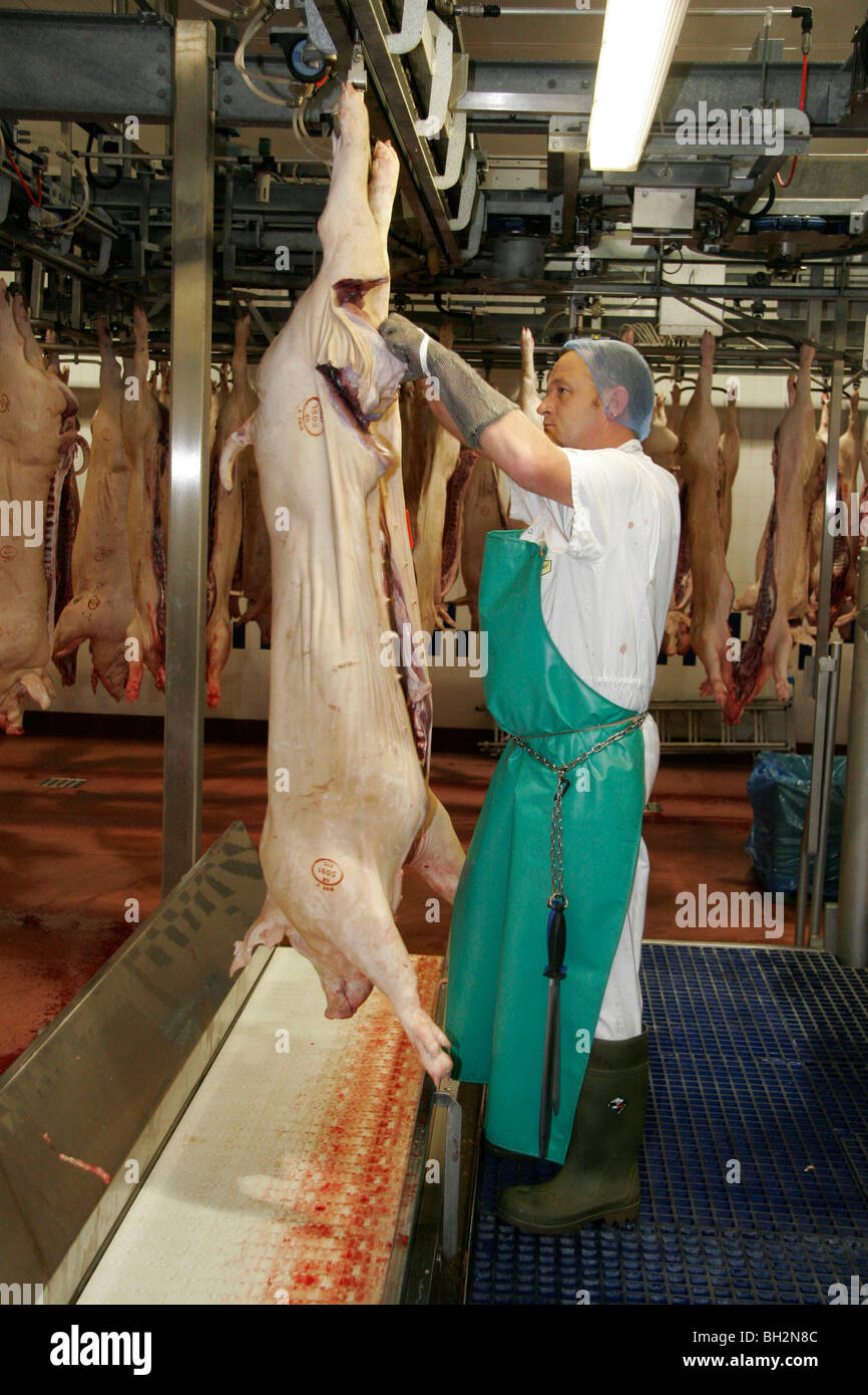 Pigs being processed through slaughterhouse hi-res stock photography ...