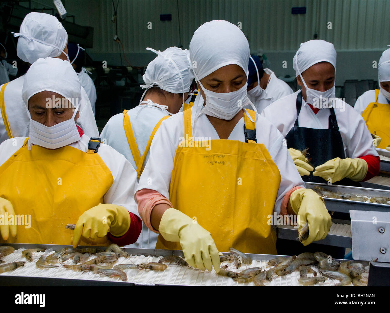 Ecuador. Guayaquil city. Factory shrimp and fish processing. Selection ...