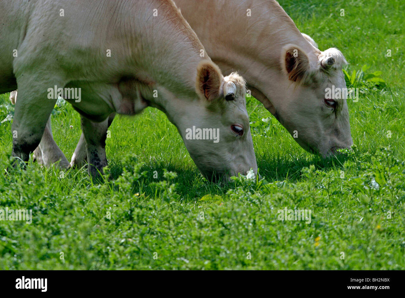 CHAROLAISE COW IN THE MEADOW, ORNE (61 Stock Photo - Alamy