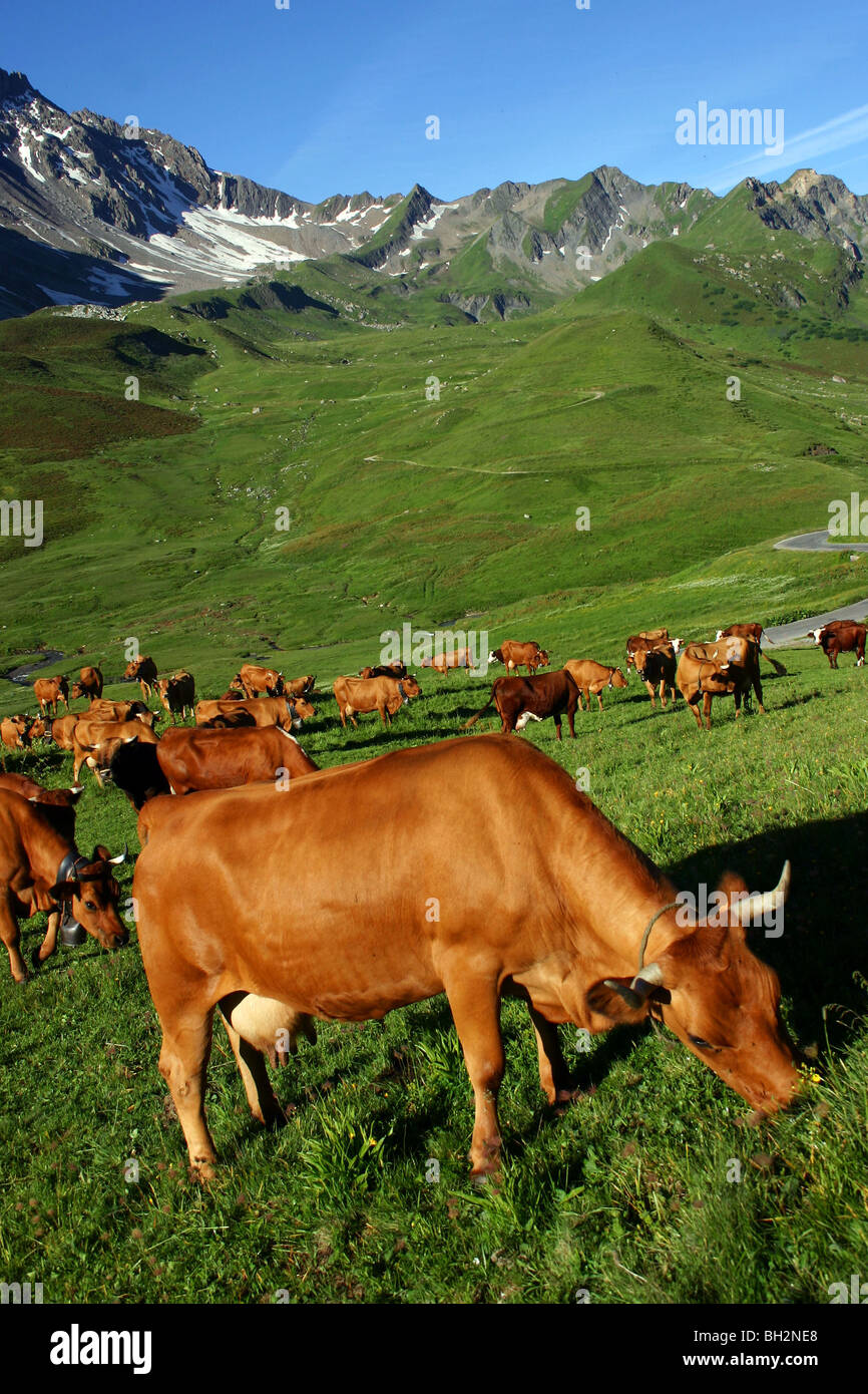 Tarine Stock Photos & Tarine Stock Images - Alamy