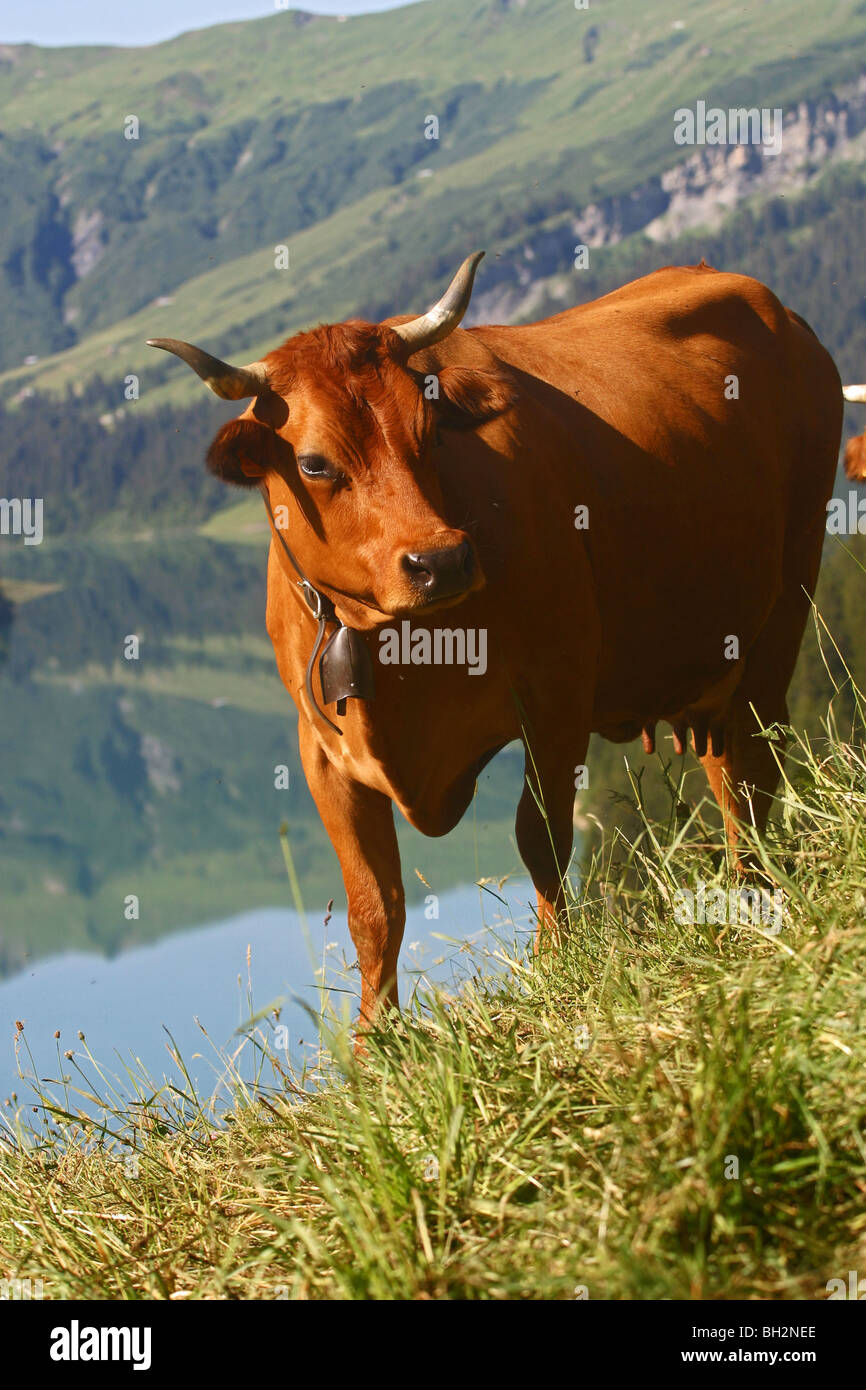 TARINE OR TARENTAISE COW IN THE BEAUFORTIN AT THE ROSELAND DAM, SAVOY ...
