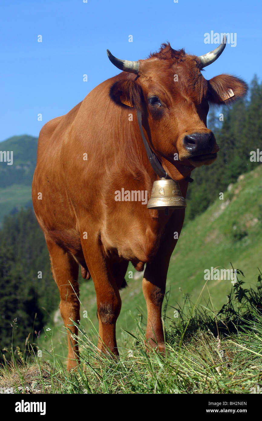 Tarine Stock Photos & Tarine Stock Images - Alamy